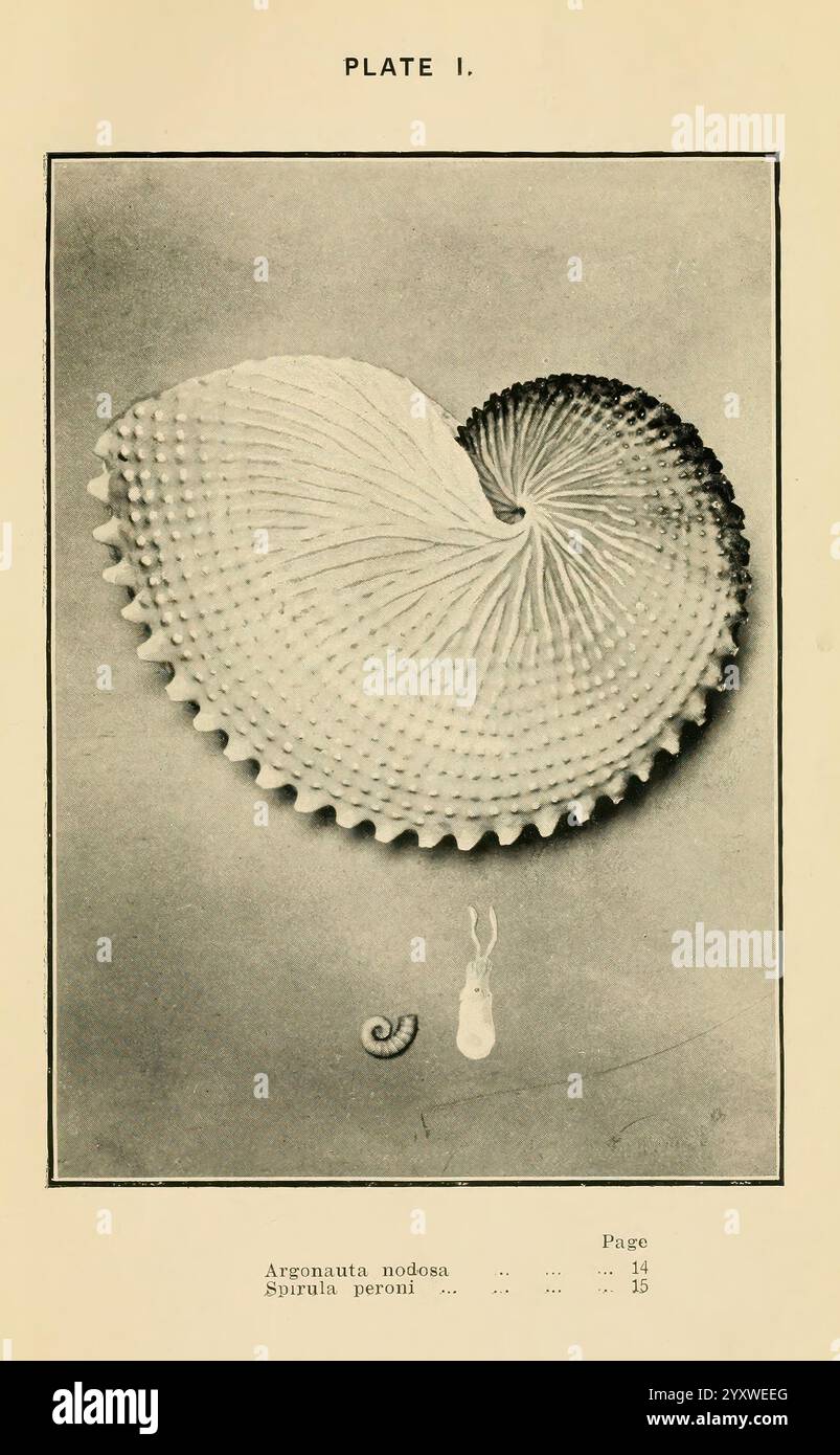 Beautiful shells of New Zealand, Auckland, Collins Bros, 1908, New ...