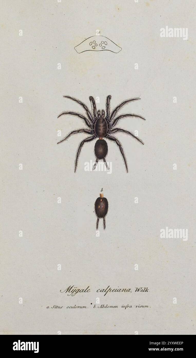 Abdomen de araña hi-res stock photography and images - Alamy