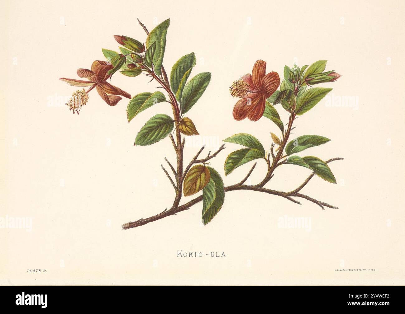 Indigenous, flowers, of, the, Hawaiian, islands, London, Sampson, Low ...