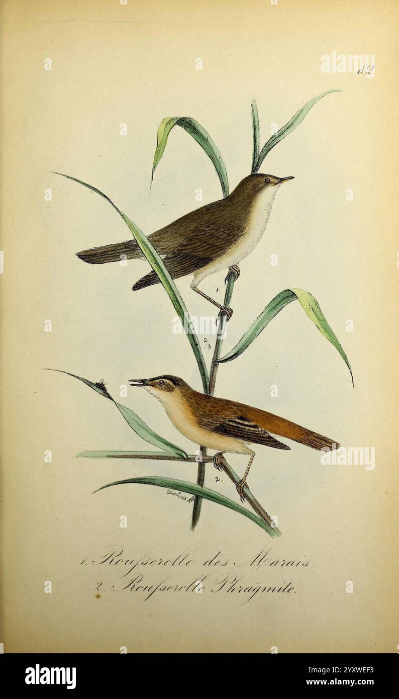Planches coloriees des oiseaux de la Belgique et de leurs oeufs ...