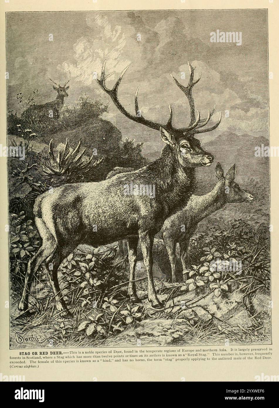 Stag exuding hi-res stock photography and images - Alamy