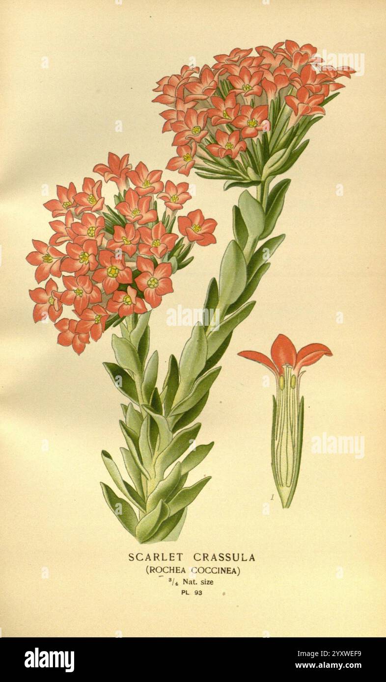 Favourite flowers of garden and greenhouse, London and New York ...