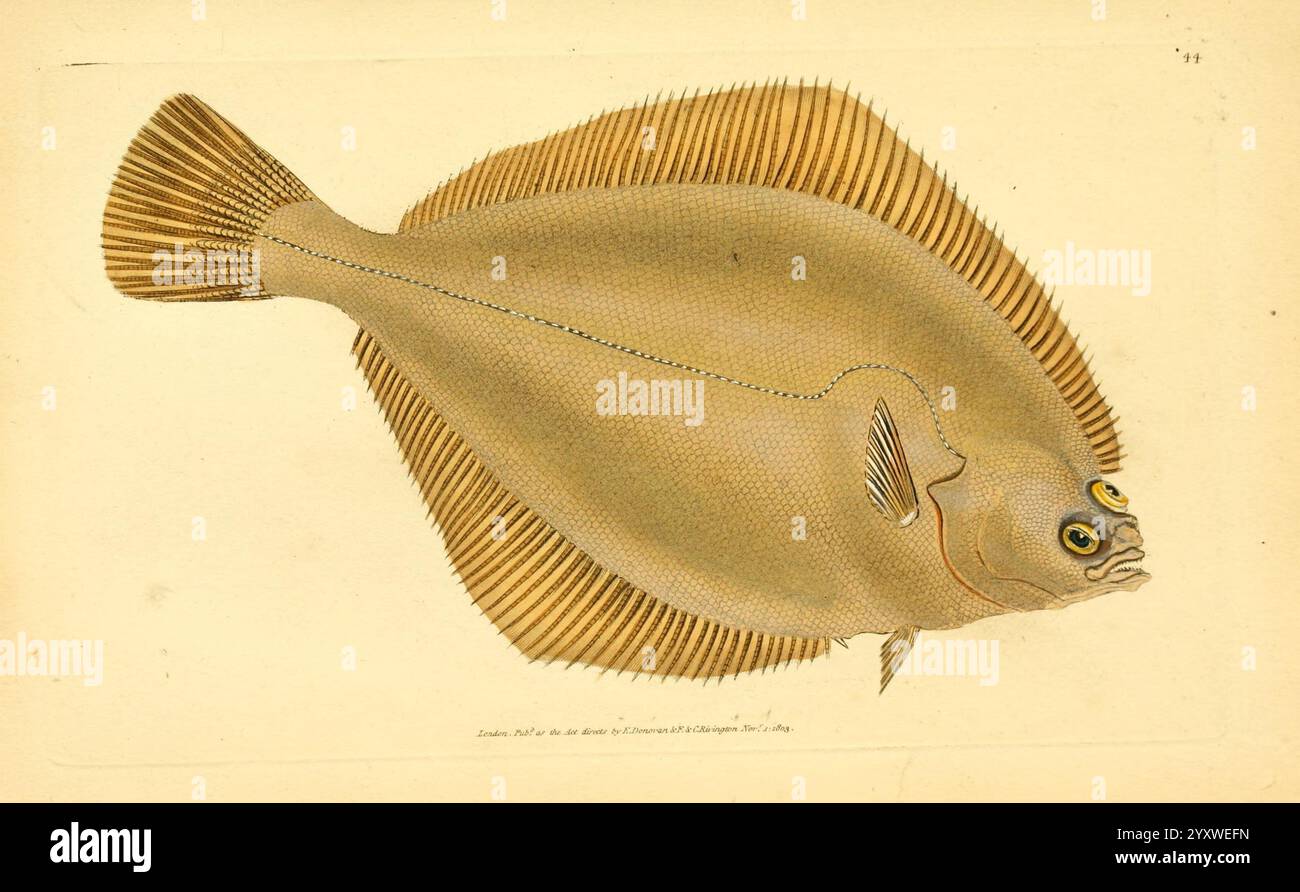 The natural history of British fishes, London, Printed for the author ...