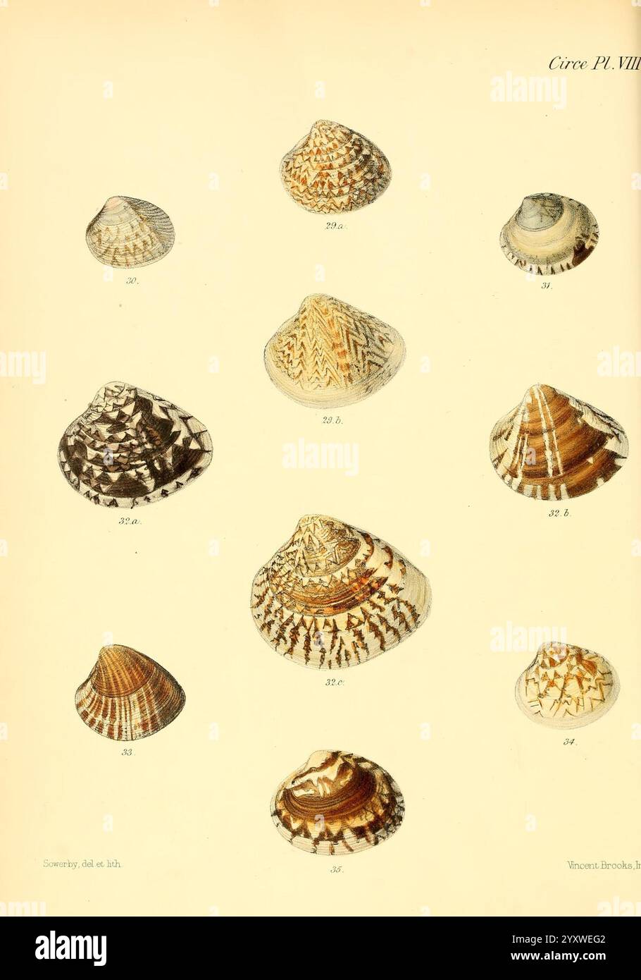 Conchologia iconica, or Illustrations of the shells of molluscous ...