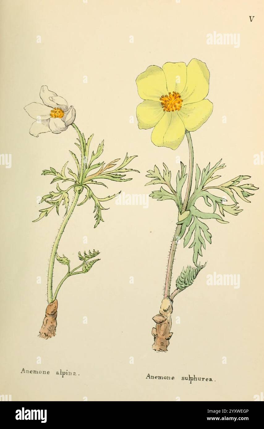 Broader leaf structure hi-res stock photography and images - Alamy