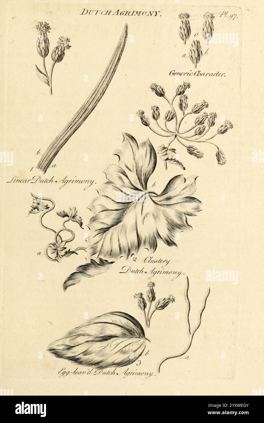 Multiple detailed depictions of flowers hi-res stock photography and ...