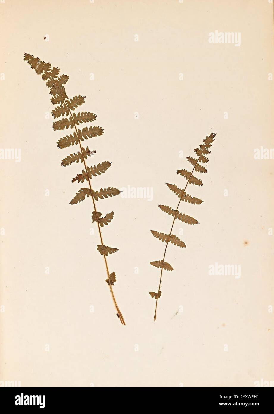 The, ferns, of, Wales. Heath, T. Thomas, 1856, Filices, Wales, A ...