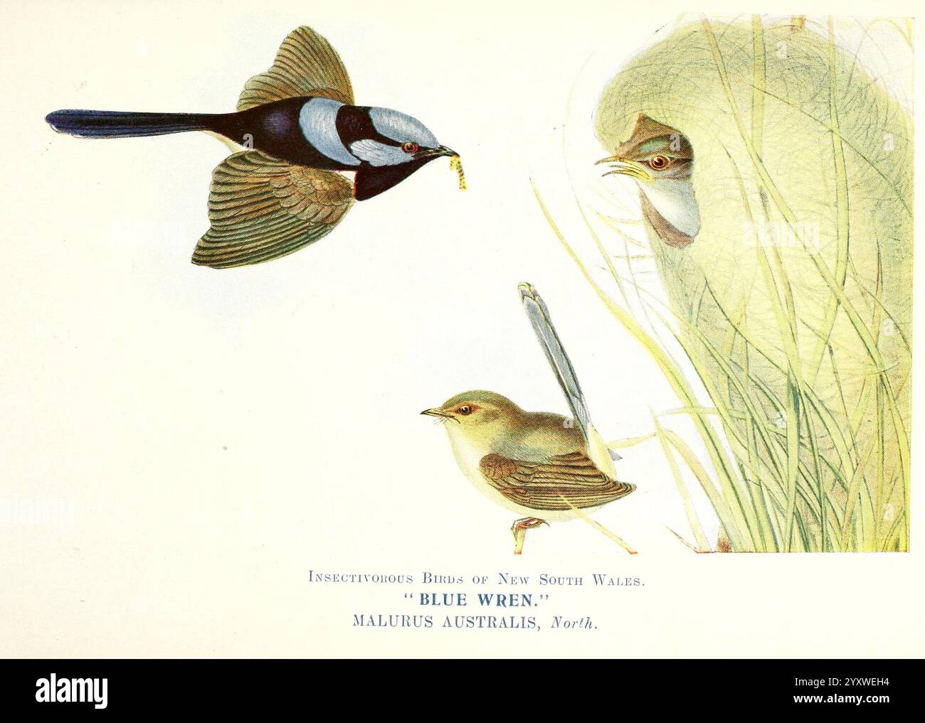 Detailed illustration depicts three distinct birds hi-res stock ...