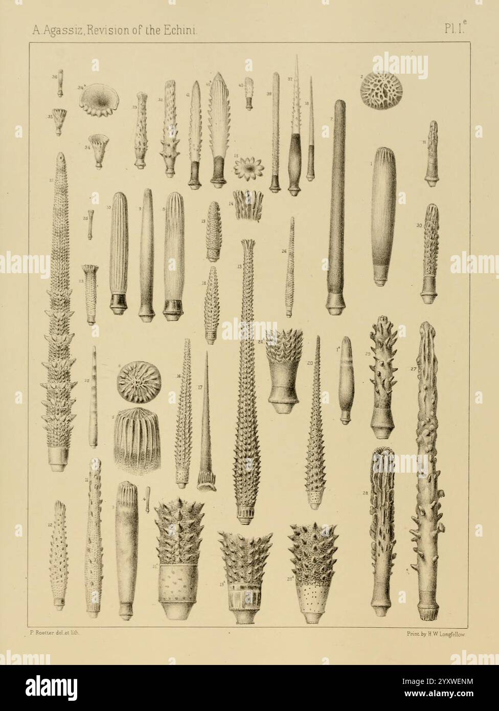 Revision of the Echini Cambridge, Mass, University Press, 1872-1874 ...