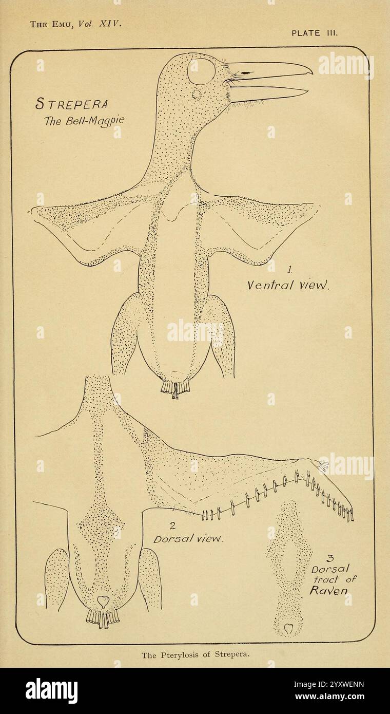 The Emu, Melbourne, Royal Australasian Ornithologists Union, 1901 ...