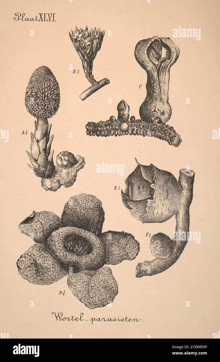 Parasitic root structures hi-res stock photography and images - Alamy