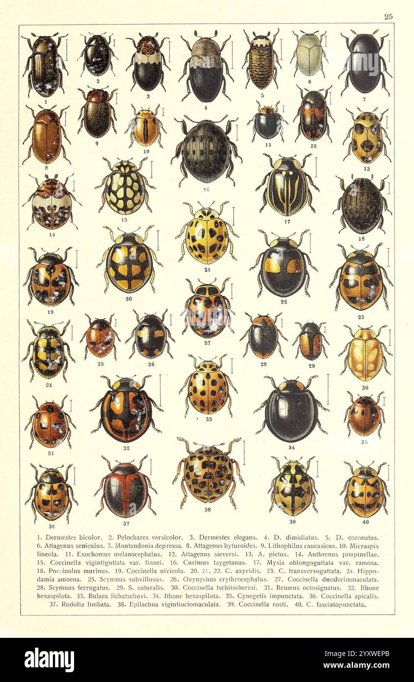 Spotted combinations hi-res stock photography and images - Alamy