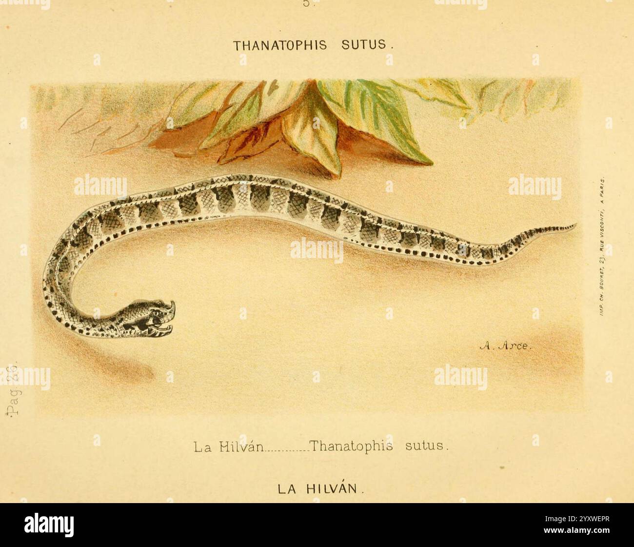 Los ofidios venenosos del Cauca Cali, 1896, Cauca Dept, Colombia ...