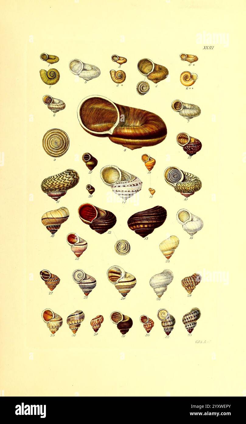 Exhibiting rich colors hi-res stock photography and images - Alamy