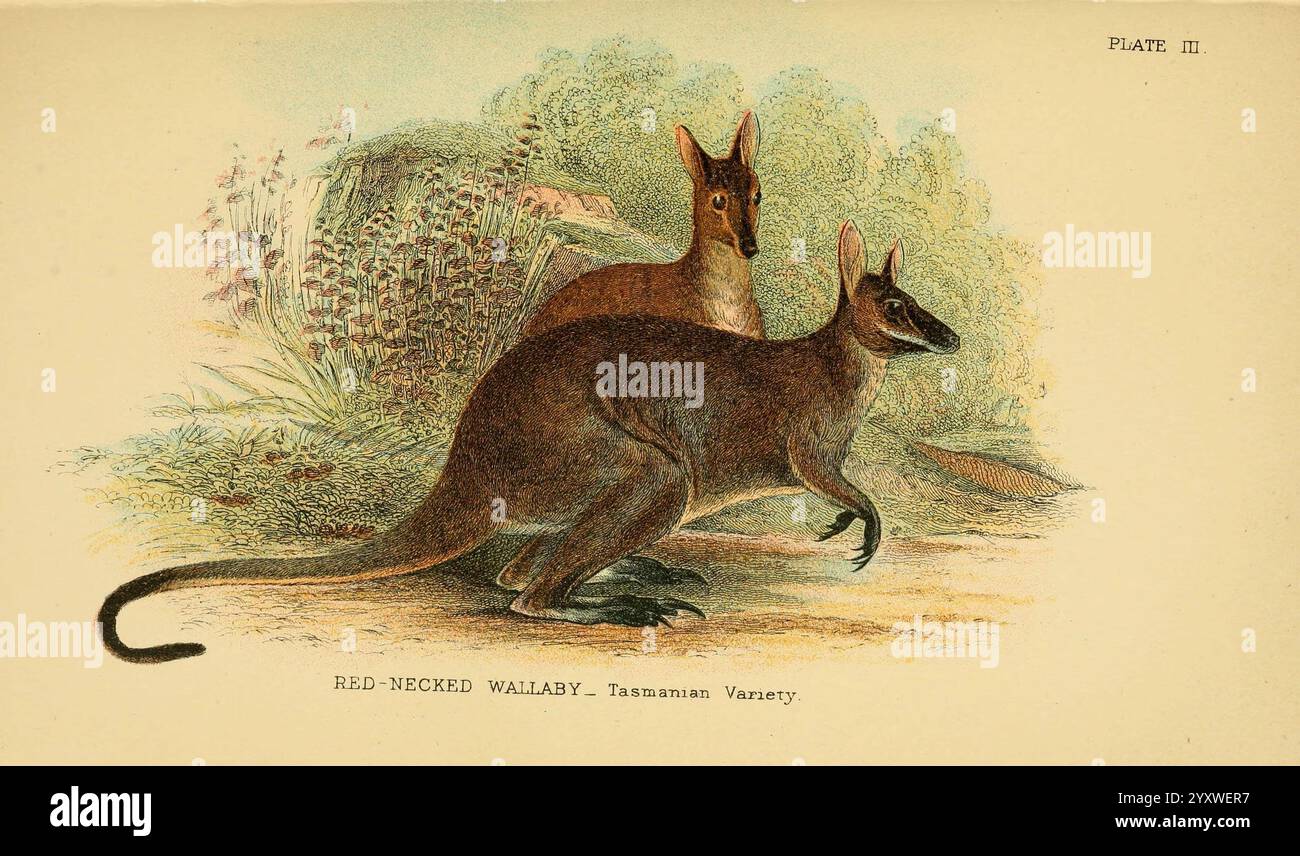 Tasmanian variety hi-res stock photography and images - Alamy