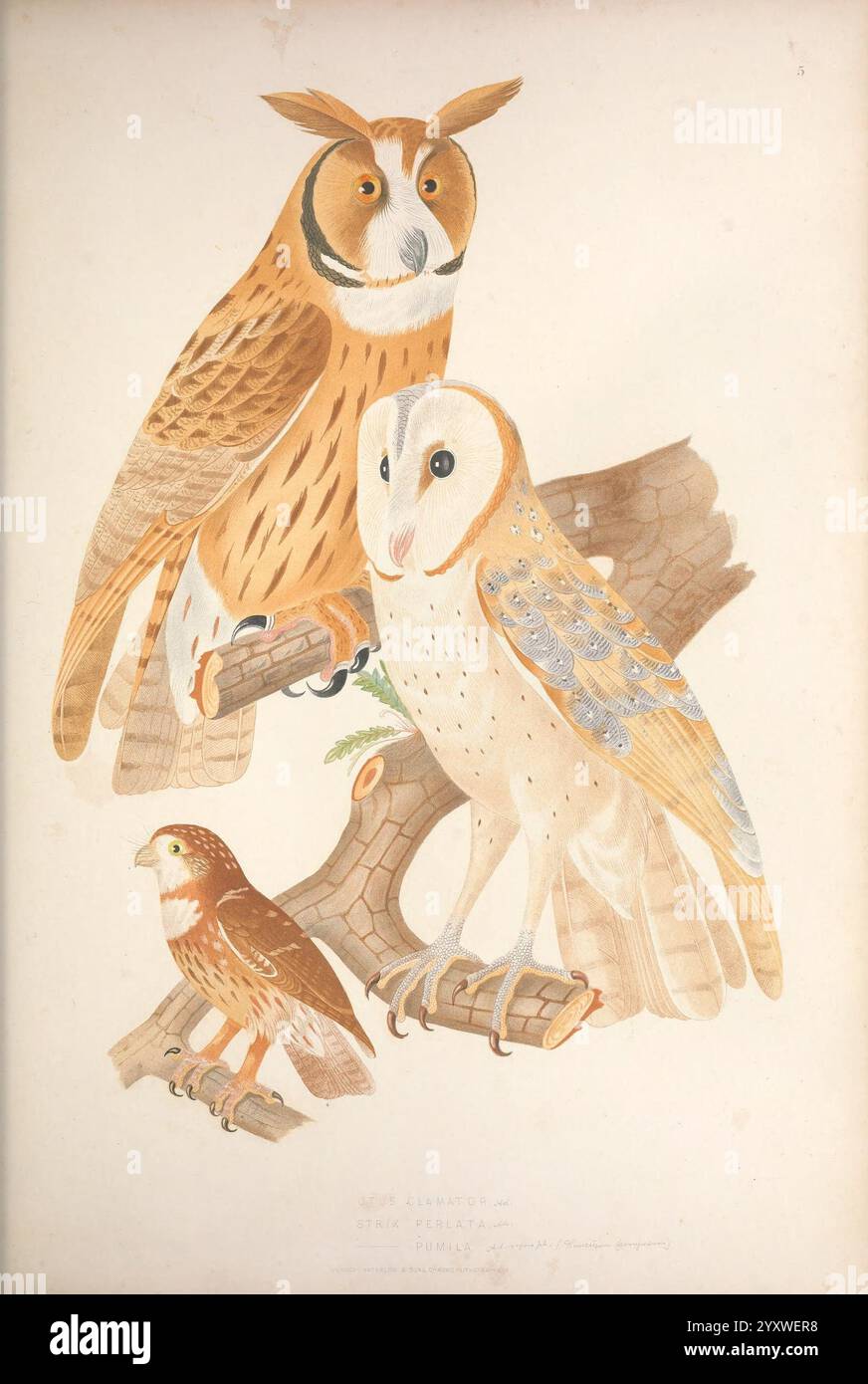 Barn owl displays hi-res stock photography and images - Alamy