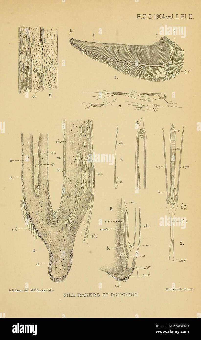 Various anatomical details related hi-res stock photography and images ...