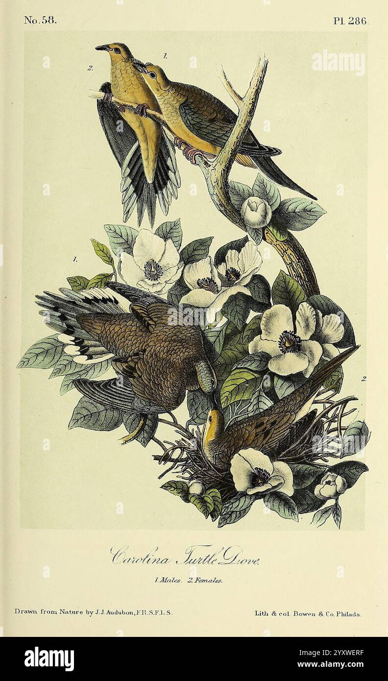 Carolina turtle doves hi-res stock photography and images - Alamy