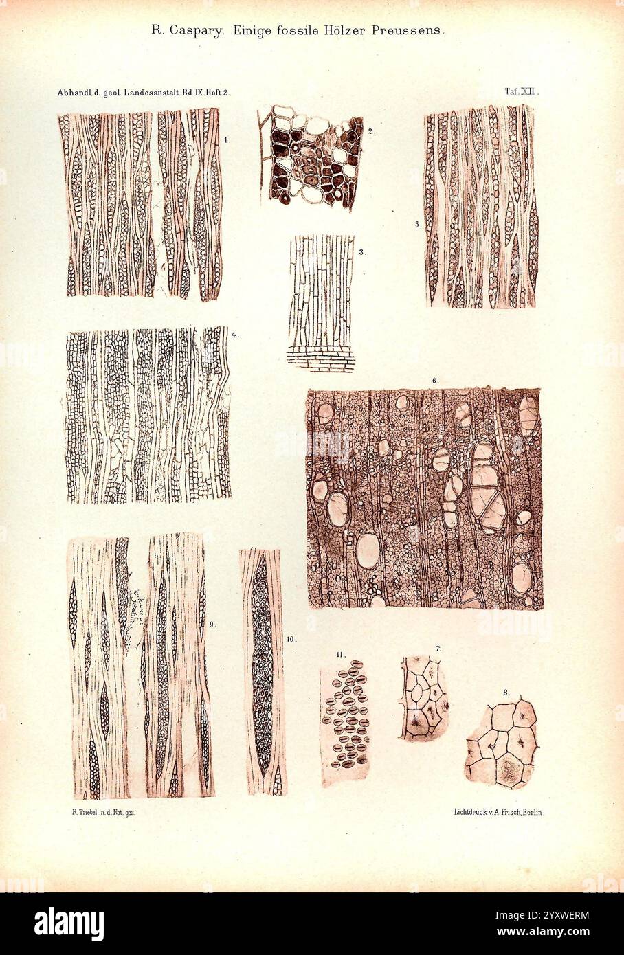 Fossilized wood structures hi-res stock photography and images - Alamy