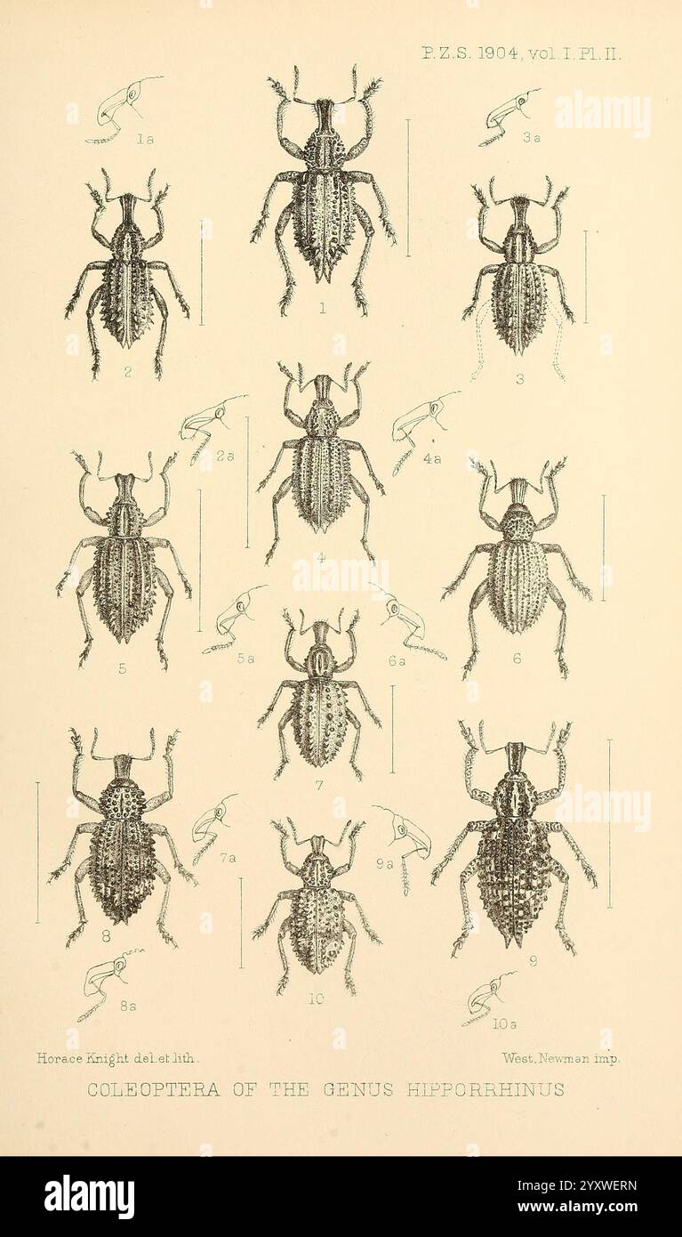 Additional smaller insects hi-res stock photography and images - Alamy