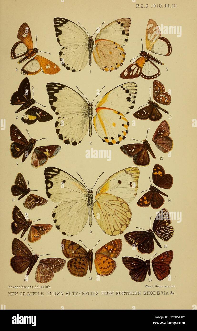 Understanding entomology hi-res stock photography and images - Alamy