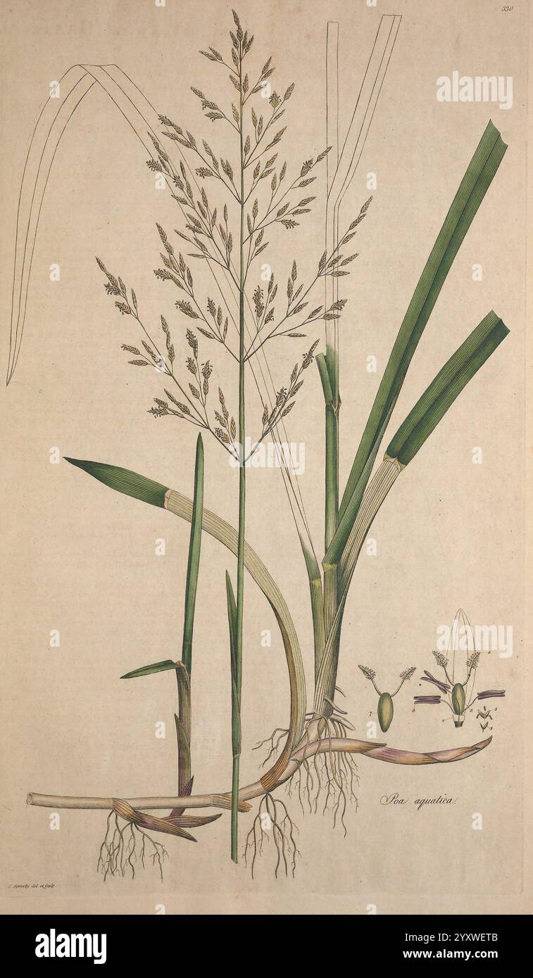 Flora Londinensis, or Plates and descriptions of such plants as grow ...
