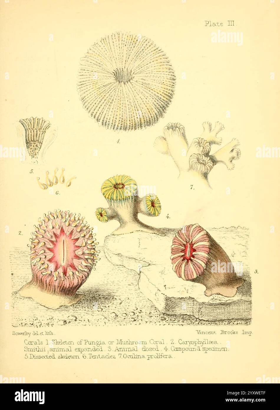 Sea Anemone Drawing With Label