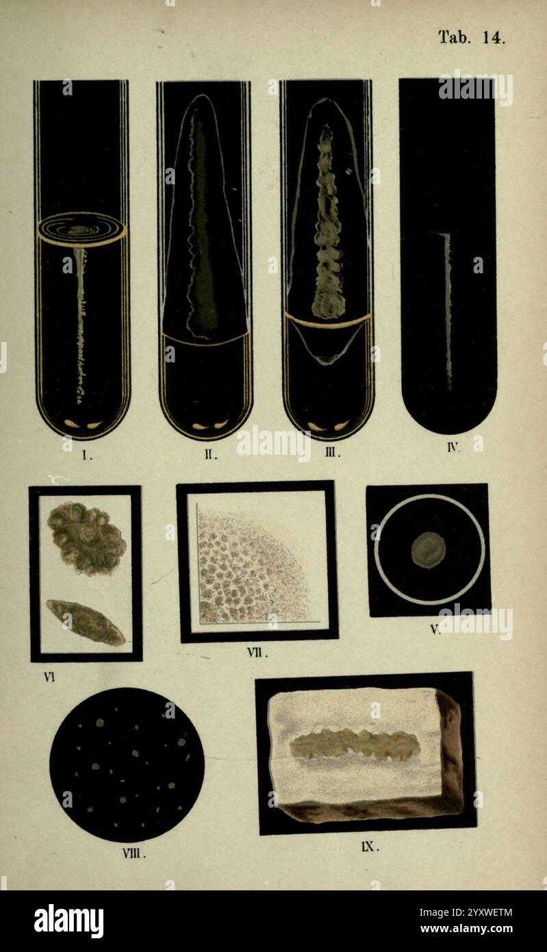 Atlas, and, essentials, of, bacteriology, New York, 1897, bacteria ...
