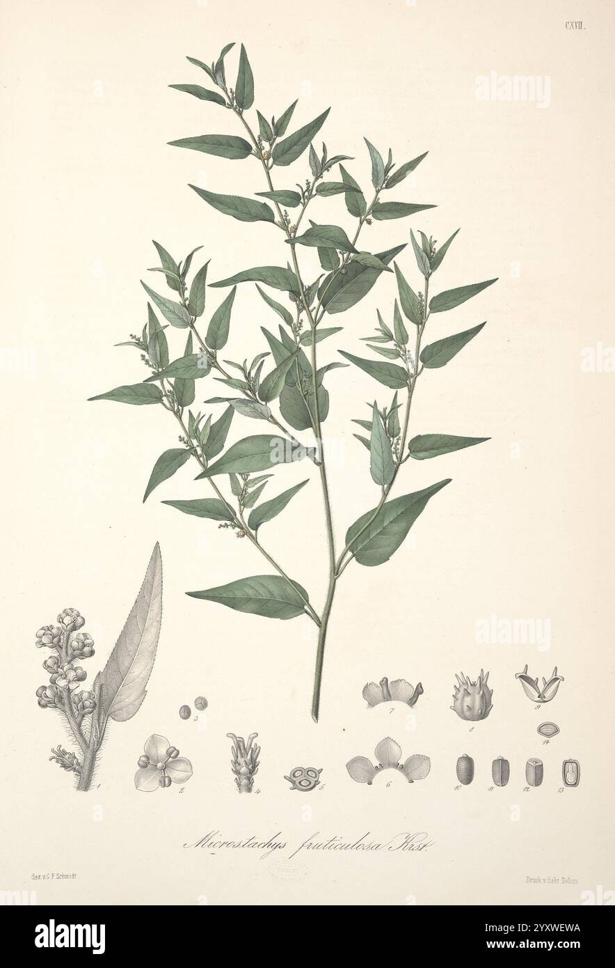 Featuring detailed botanical drawings hi-res stock photography and ...