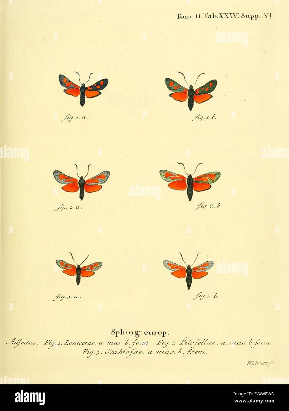 Illustration features six distinct species hi-res stock photography and ...