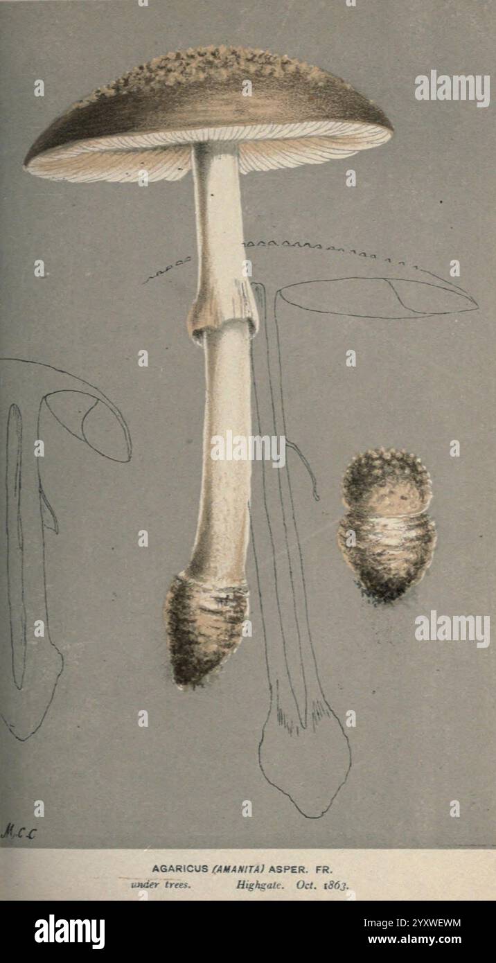 Illustrations of British Fungi (Hymenomycetes), to serve as an atlas to ...