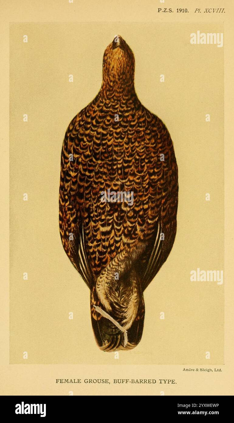 Buff barred type hi-res stock photography and images - Alamy