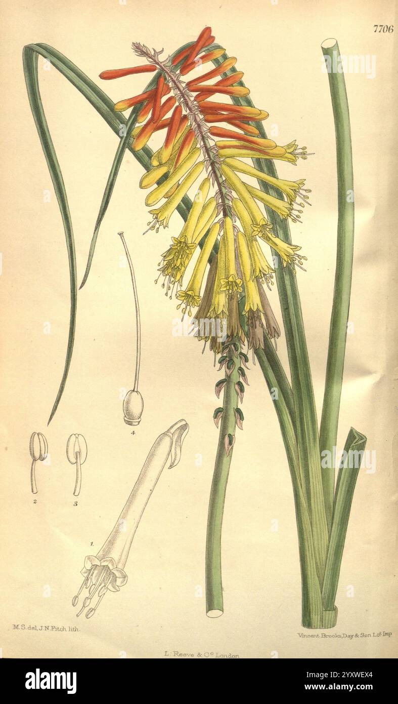 Detailed drawings of individual flower components hi-res stock ...