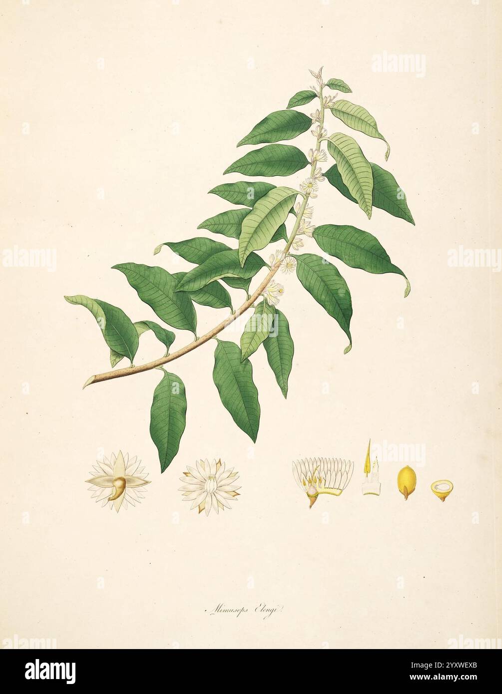 Magadam hi-res stock photography and images - Alamy