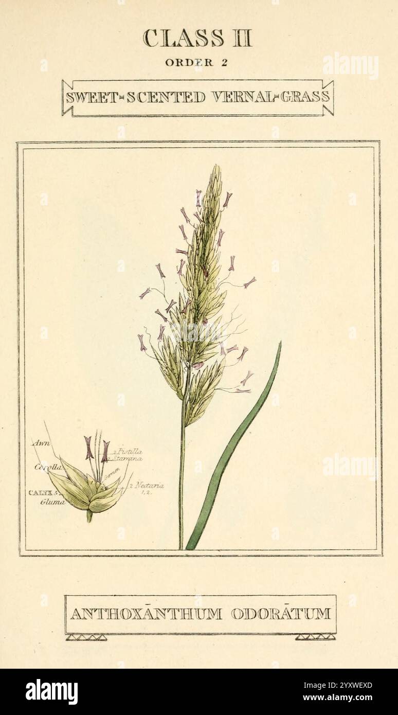 Elements of the science of Botany, London, Printed by T. Bensley for J ...