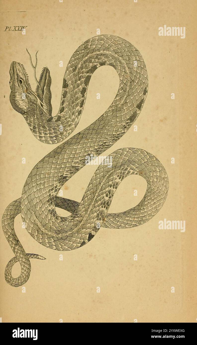 Icones Amphibiorum, Hafniae, C. Steen, 1835, amphibians, reptiles ...