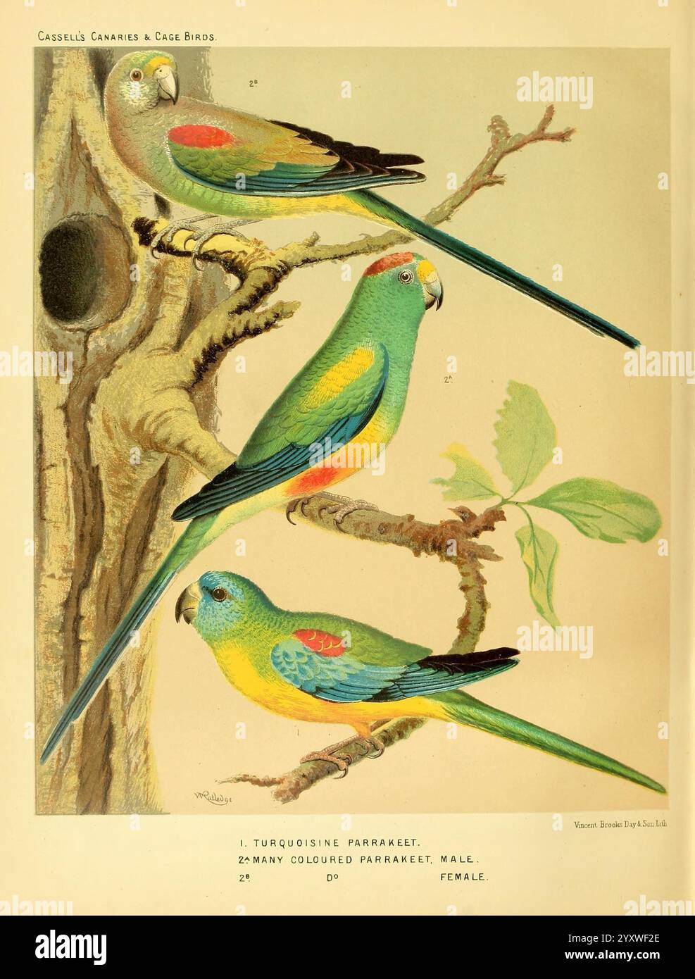Middle parakeet showcases hi-res stock photography and images - Alamy
