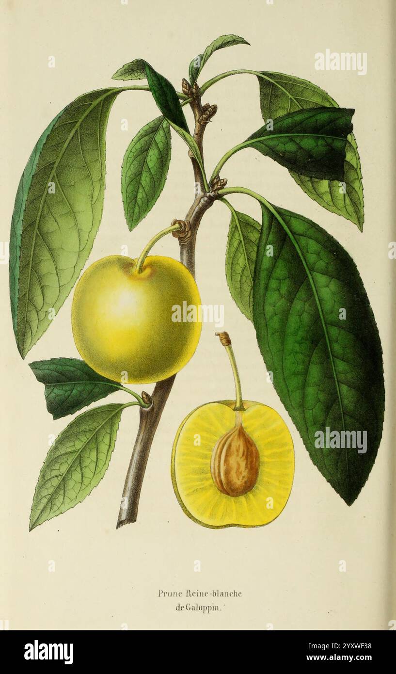 Whole plum showing hi-res stock photography and images - Alamy