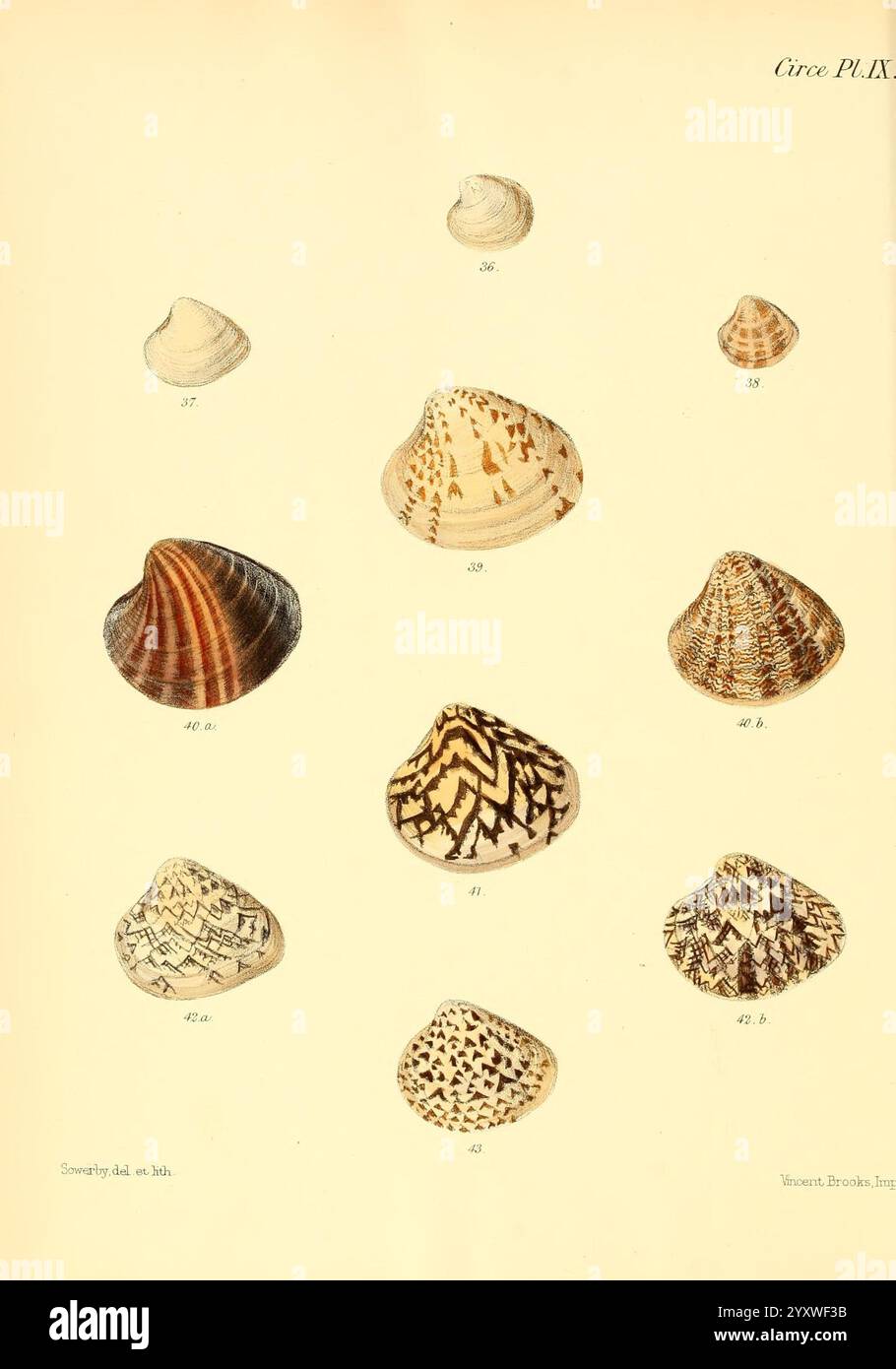 Conchologia Iconica, or Illustrations of the Shells of Molluscous ...