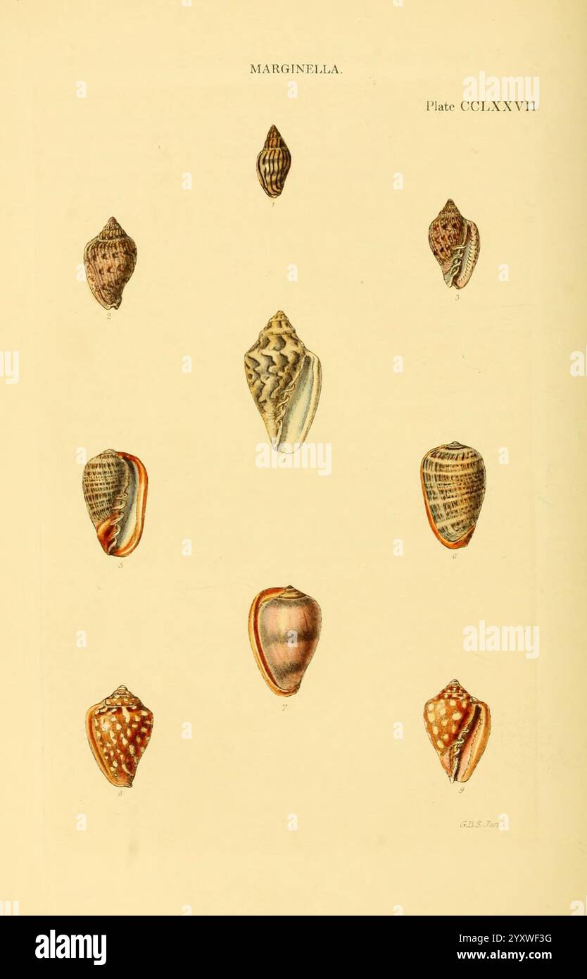 Ten distinct shells hi-res stock photography and images - Alamy