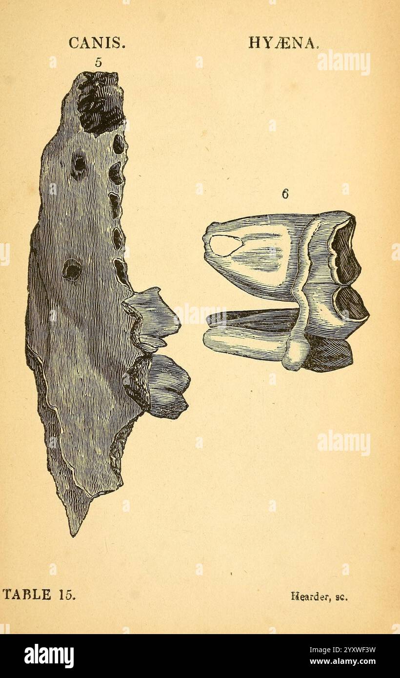 Skull fragments labeled hi-res stock photography and images - Alamy