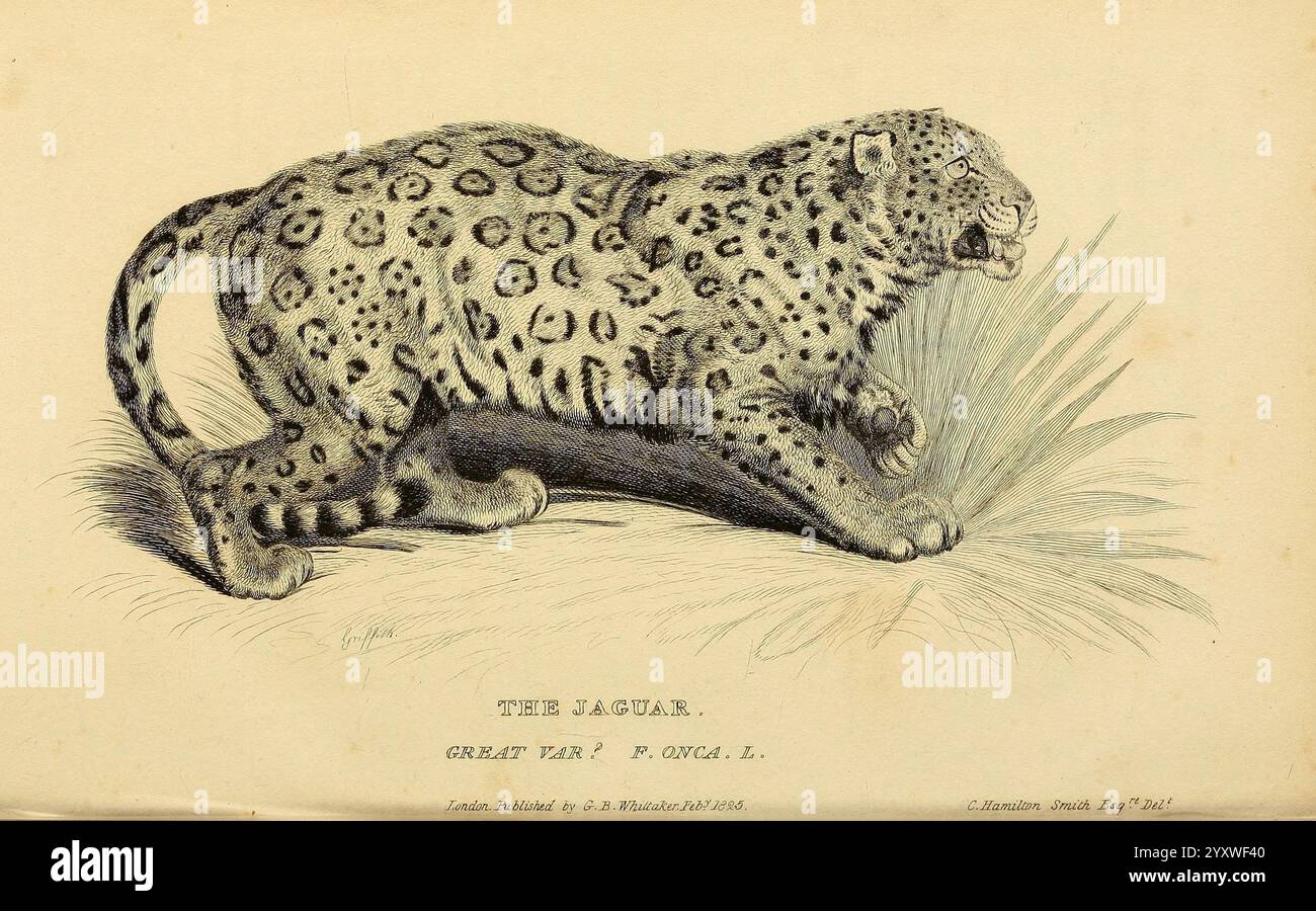 The class Mammalia, London, Printed for Geo. B. Whittaker, 1827 ...