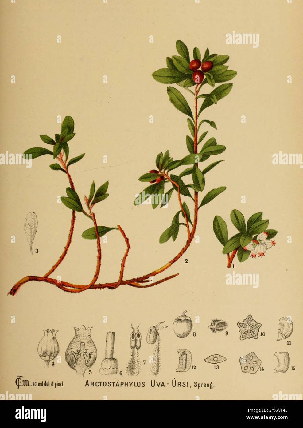 American, medicinal, plants, New York, Boericke & Tafel, c1887, botany ...