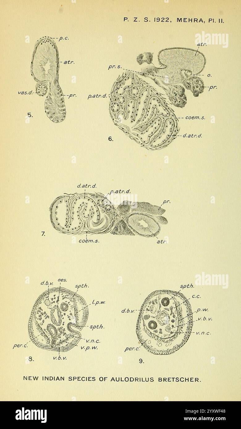 Coelomic organs hi-res stock photography and images - Alamy