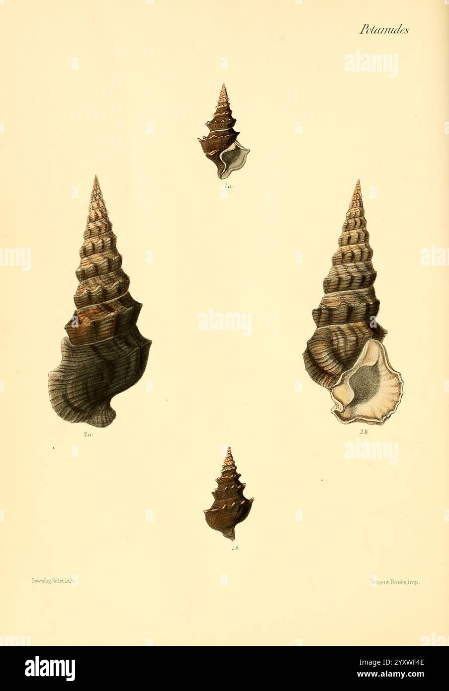 Conchologia iconica, or Illustrations of the shells of molluscous ...