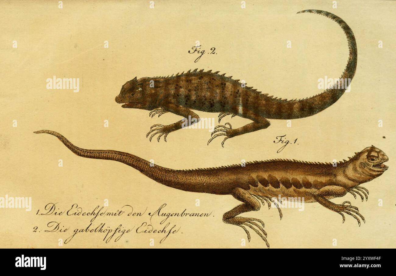 Sleeker form hi-res stock photography and images - Alamy