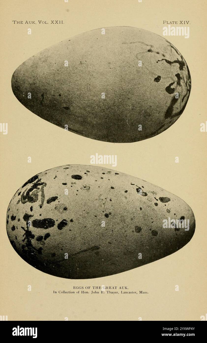 Egg great auk hi-res stock photography and images - Alamy