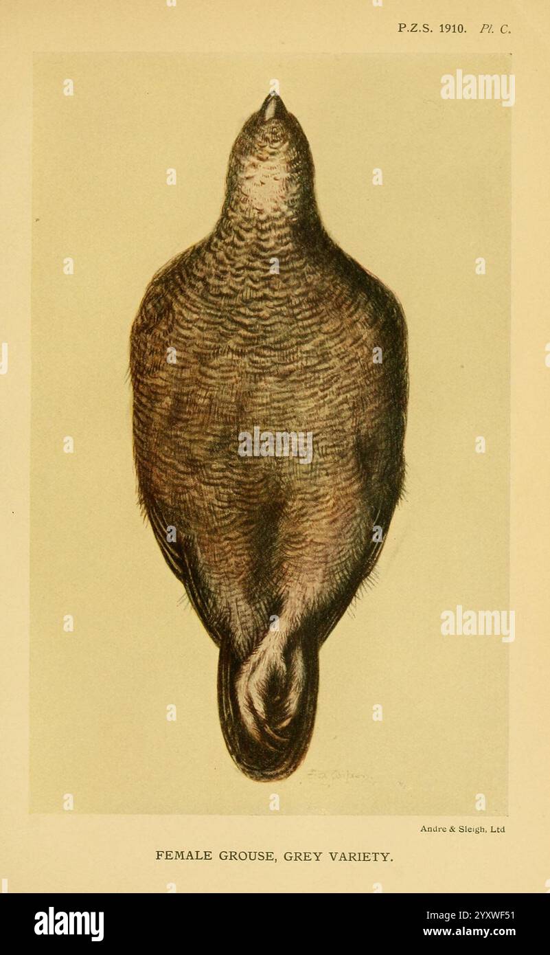 Birds shape highlights hi-res stock photography and images - Alamy