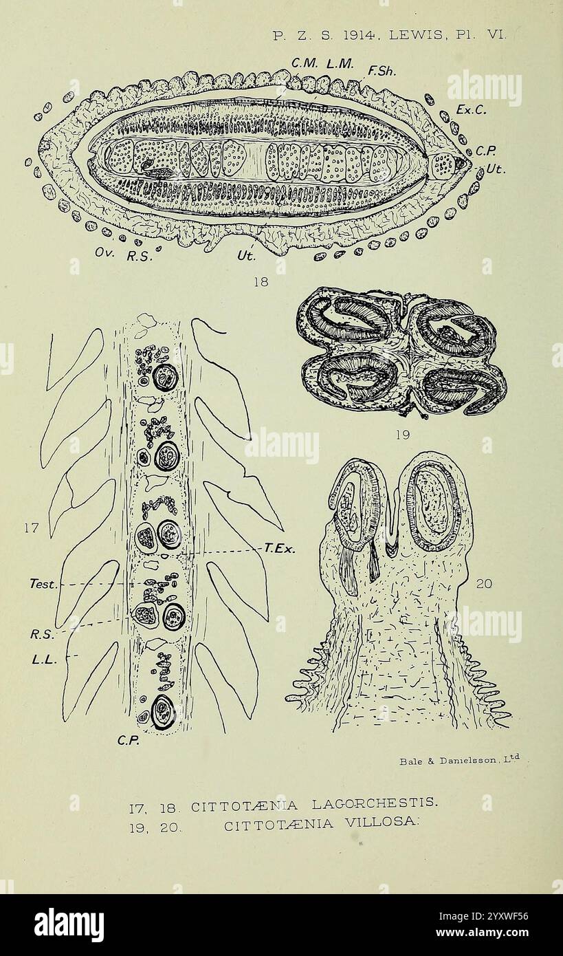 Identify different anatomical sections hi-res stock photography and ...