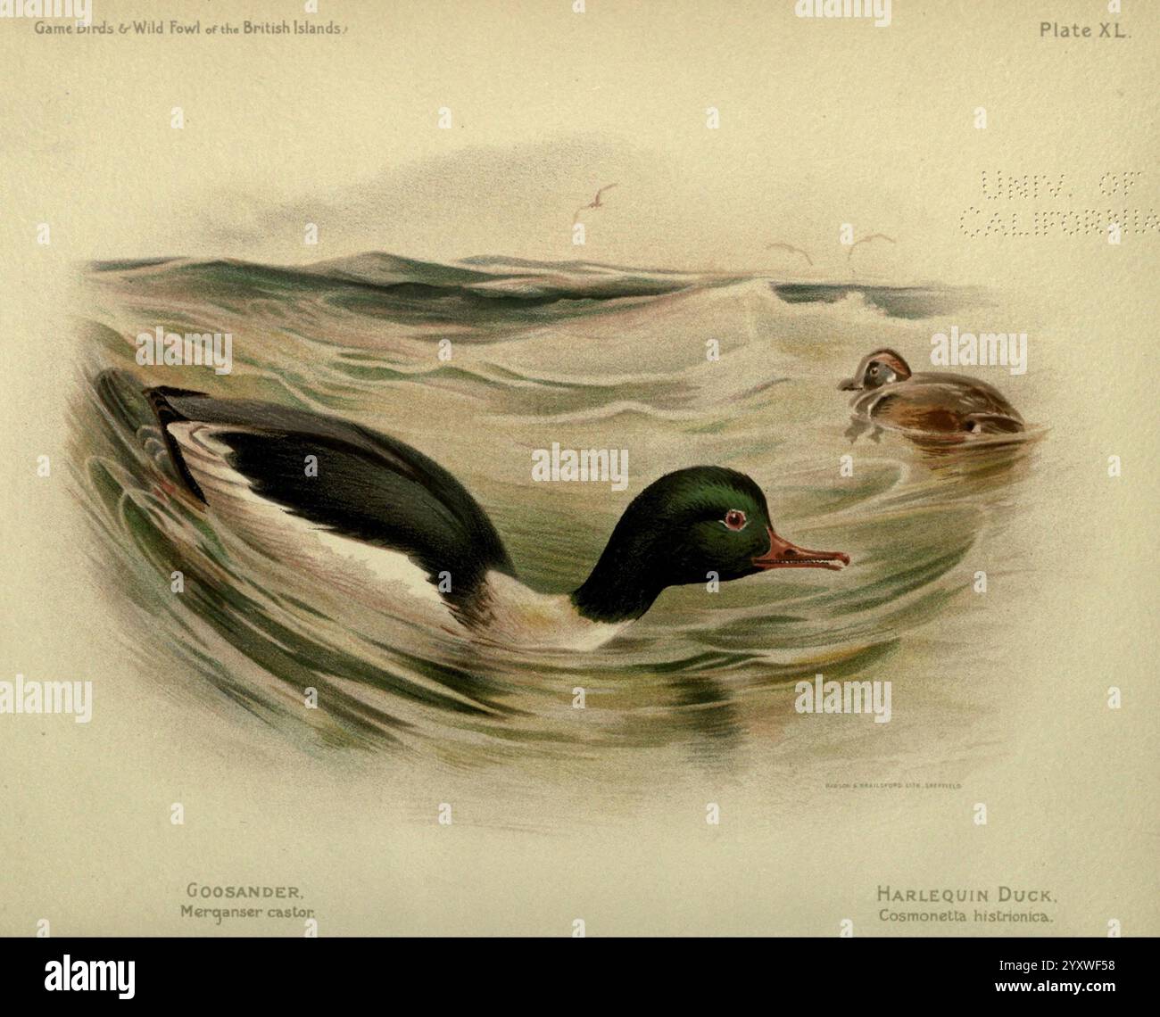 The game birds and wild fowl of the British Islands, Sheffield, Pawson ...
